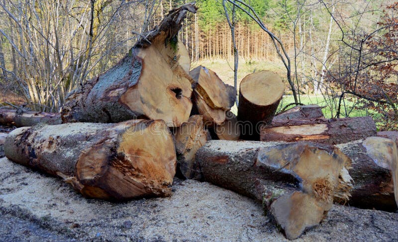 Cutted trees stock photo. Image of outdoor, lumber, stump - 56701440