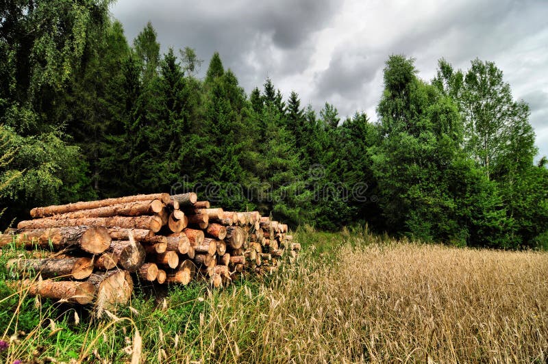 Cutted Trees Logs Stored Next To a Forest and Grain Field Stock Image ...