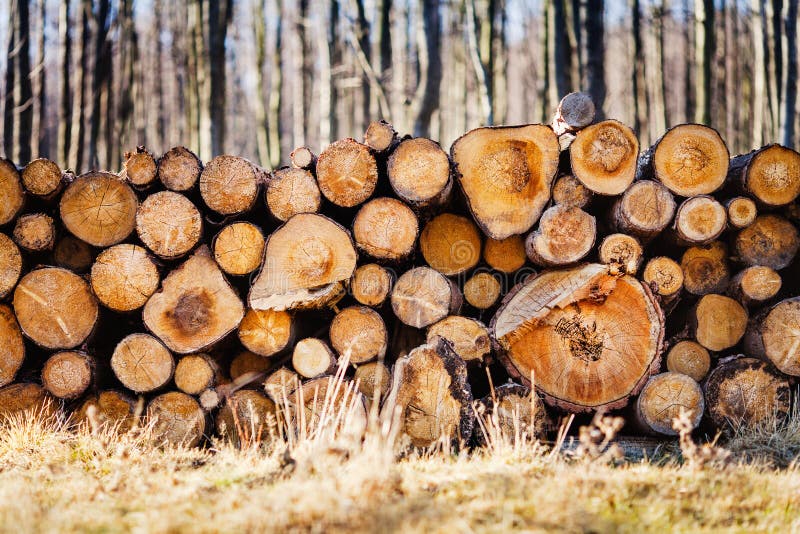 Cutted trees stock photo. Image of circle, material, brown - 39363164