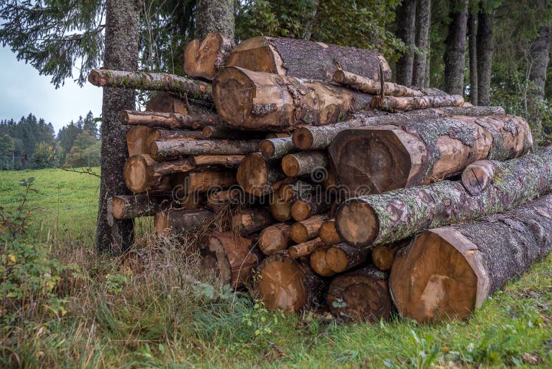 Cutted Trees in the Forest. Stock Image - Image of horizontal, heap ...