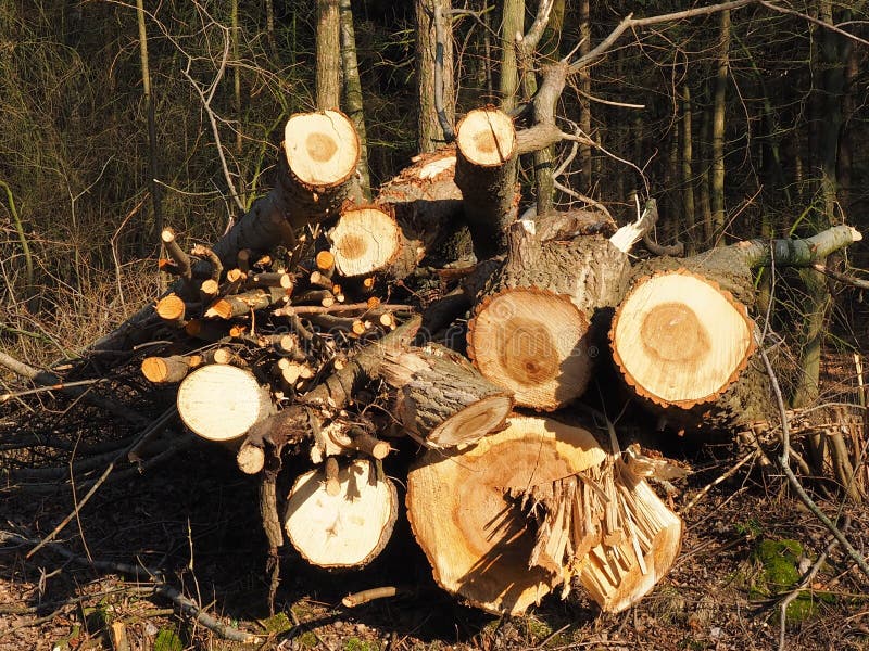Cutted Trees for Removal for Firewood Stock Image - Image of nature ...