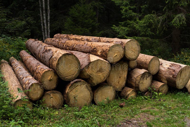 Cutted Trees Trunks in the Wood Stock Image - Image of nature, cutted ...