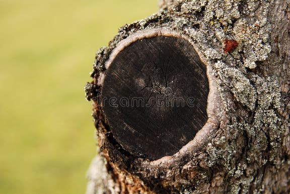 Cutted Trunk of a Plum Tree Stock Photo - Image of wood, crust: 7297832