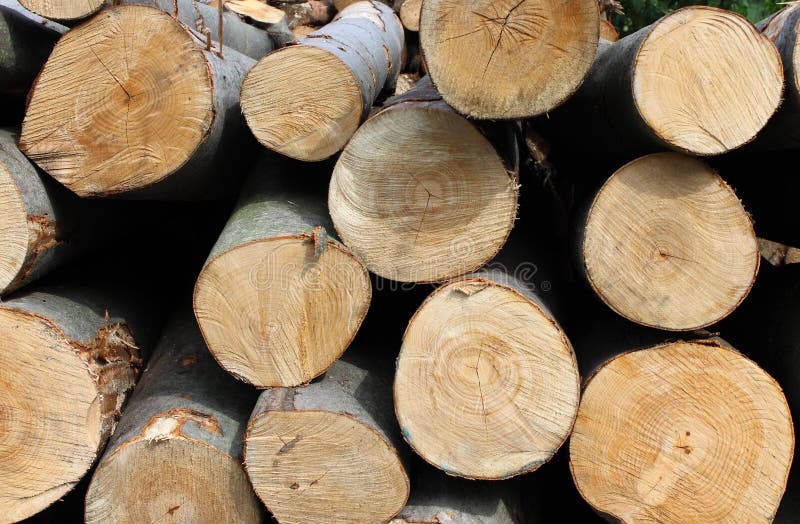 Cutted trunks stock image. Image of heap, logging, natural - 142597065