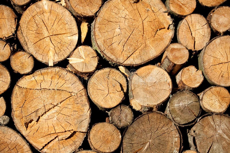Cutted wood stock image. Image of wood, environment, nature - 15078937