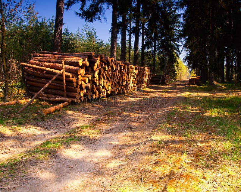 Cutted wood in forest stock image. Image of loading, evergreen - 35328797