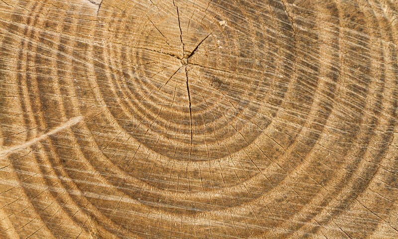 Cutted Wood Texture stock photo. Image of nature, wood - 37996298