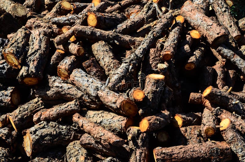 Cutted Wood Trunk Texture stock image. Image of tree - 43698997