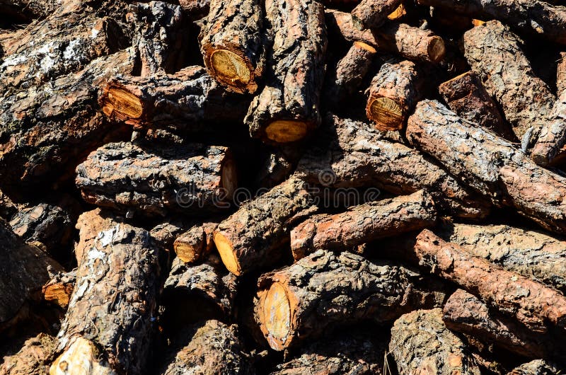 Cutted trunk for wood stock photo. Image of industry - 31136002