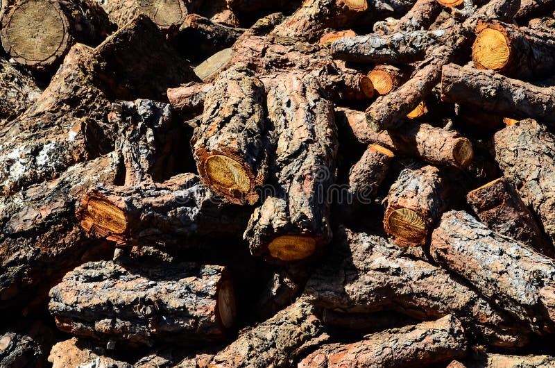 Cutted Wood Trunk Texture stock image. Image of brown - 47580295