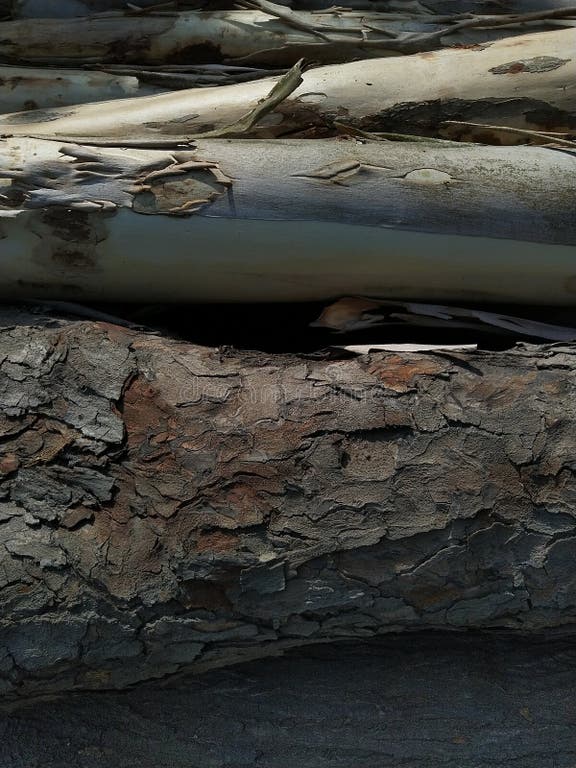 Cutten tree wood stock image. Image of terrain, wall - 246865769