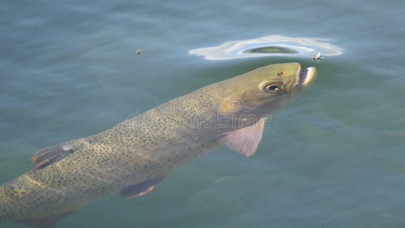 Cutthroat Trout Rising stock photo. Image of rise, feeding - 193415392