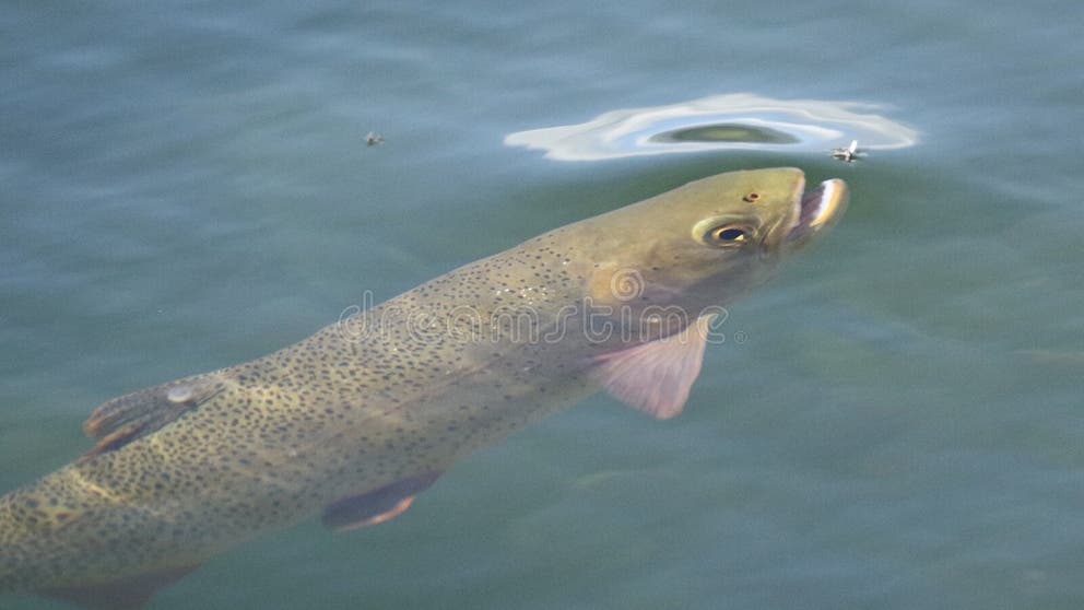Cutthroat Trout Rising stock photo. Image of rise, feeding - 193415392