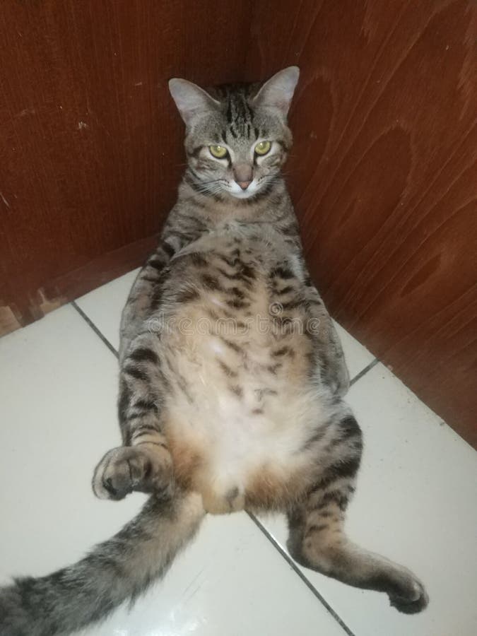 Cuttie cat stay cool stock image. Image of kitten, cuttie - 265380979