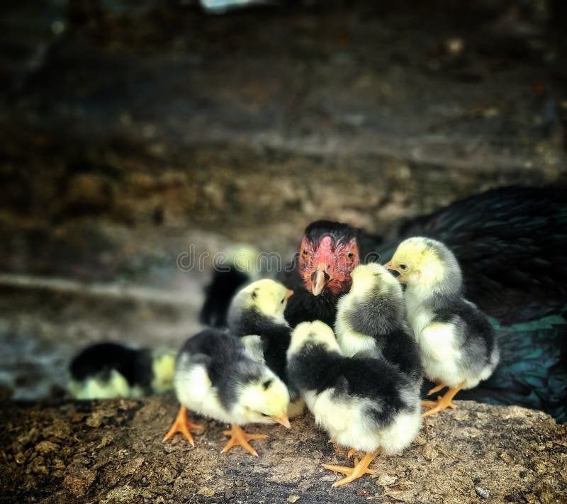 Cuttie chicky stock image. Image of waterbird, chicken - 262669133