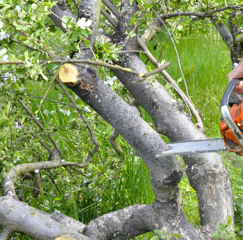 Cutting Apple Tree in Blossom with Chainsaw Stock Image - Image of ...