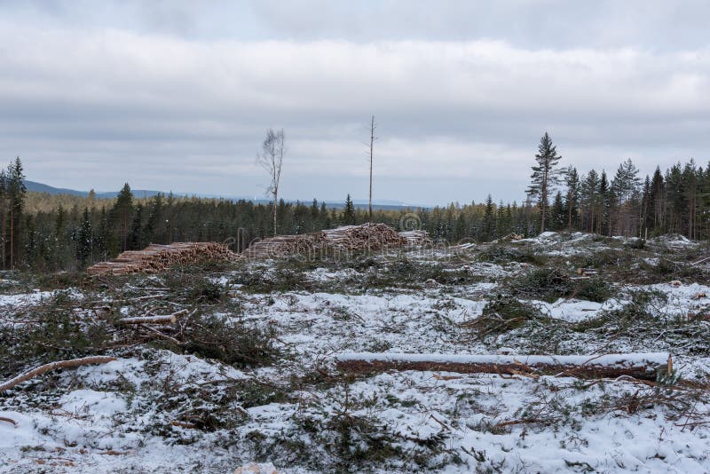 Cutting Area in a Swedish Forest Stock Image - Image of felling, wild ...