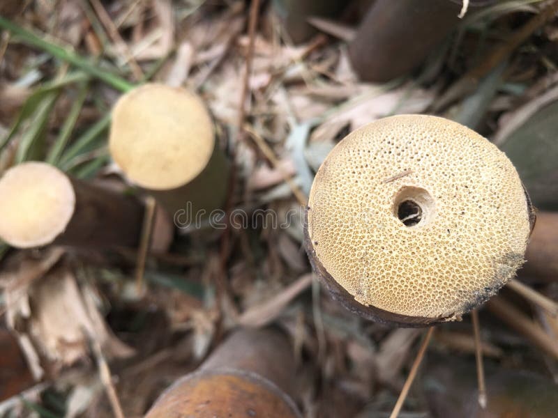 170 Bamboo Forest Cutting Stock Photos - Free & Royalty-Free Stock ...