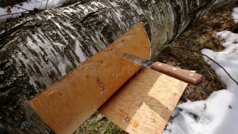 Cutting Birch Bark from a Birch Tree Stock Photo - Image of environment ...