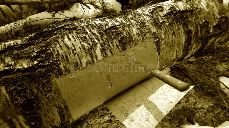 Cutting Birch Bark from a Birch Tree Stock Image - Image of plant ...