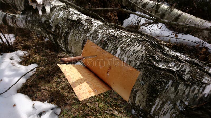 Cutting Birch Bark from a Birch Tree Stock Photo - Image of detail ...