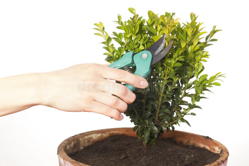 Cutting a box tree stock image. Image of root, trimmer - 24020751