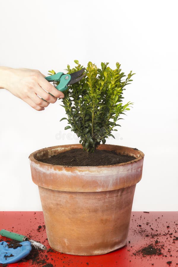 Cutting a box tree stock photo. Image of secateurs, trimmer - 24020816