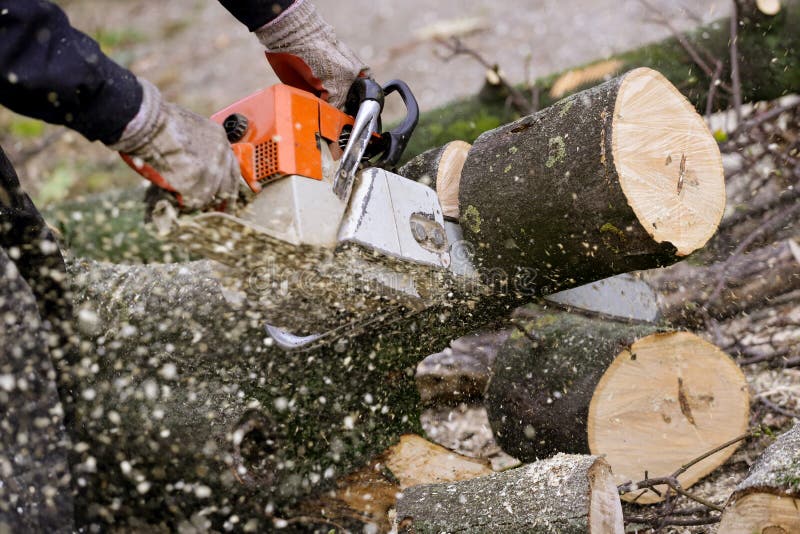 Cutting of the branch stock photo. Image of chainsaw - 108643606