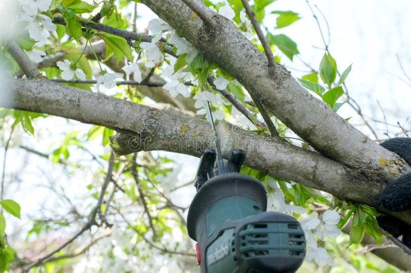 Cutting Branch with Chainsaw. Male Cuts Tree Stock Photo - Image of ...