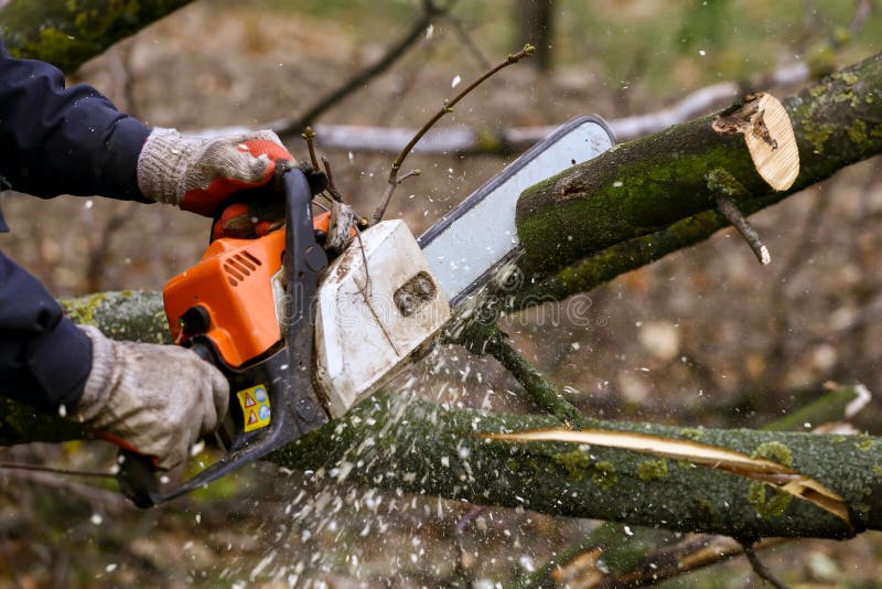 Cutting of the branch stock photo. Image of tree, hand - 108641336
