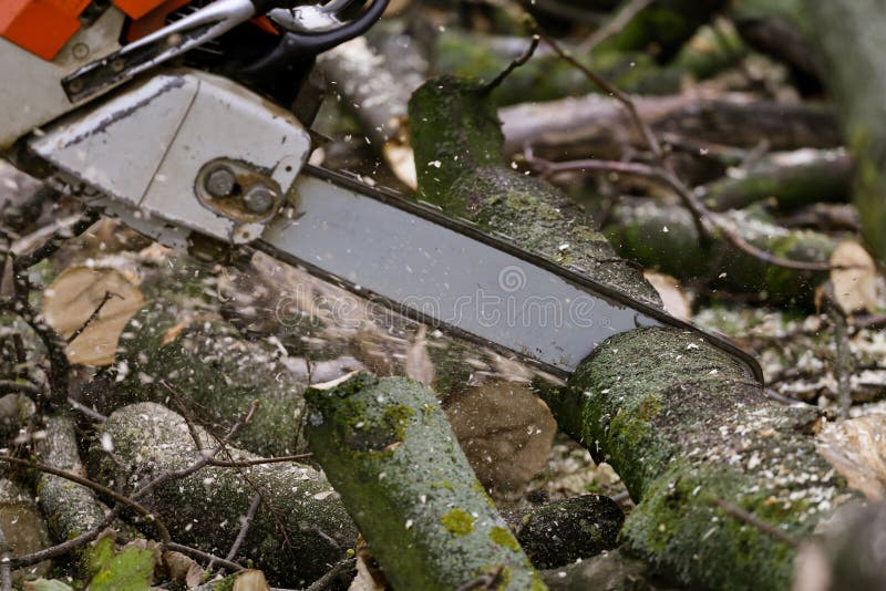 Cutting of the branch stock image. Image of equipment - 108641879