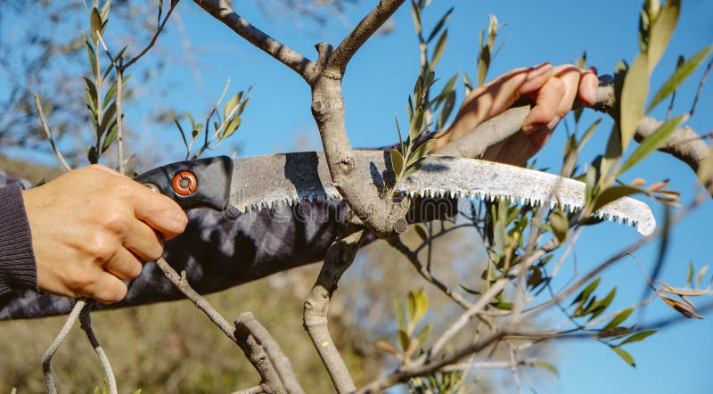 Cutting a Branch of an Olive Tree with a Pruning Saw Stock Image ...