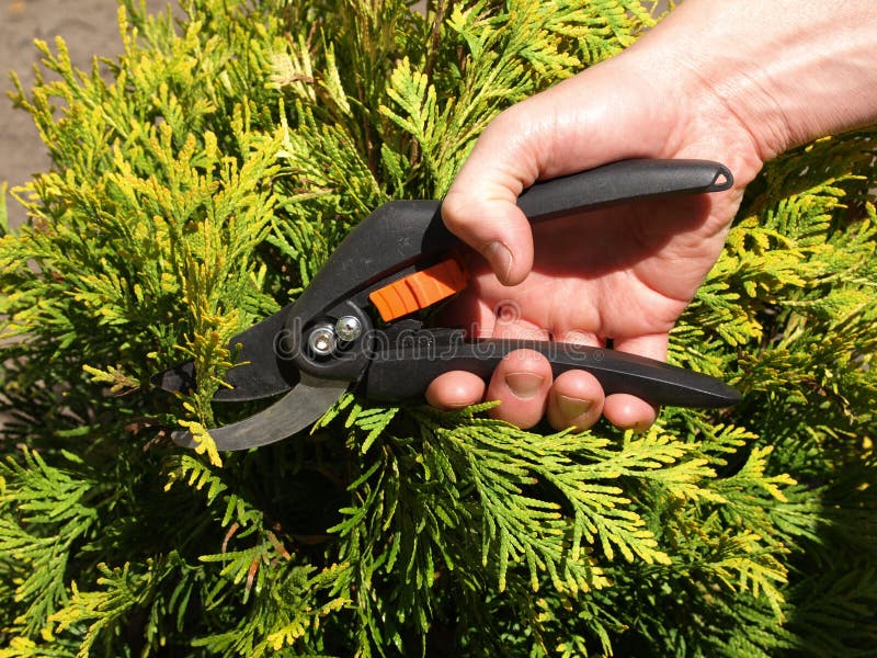 Cutting branches stock image. Image of juniperus, outdoor - 25025453