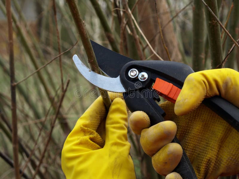 Cutting branches, close up stock photo. Image of spring - 24333562