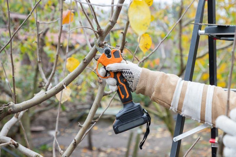 Cutting Branches on Fruit Tree Using Battery Powered Pruning Shears ...