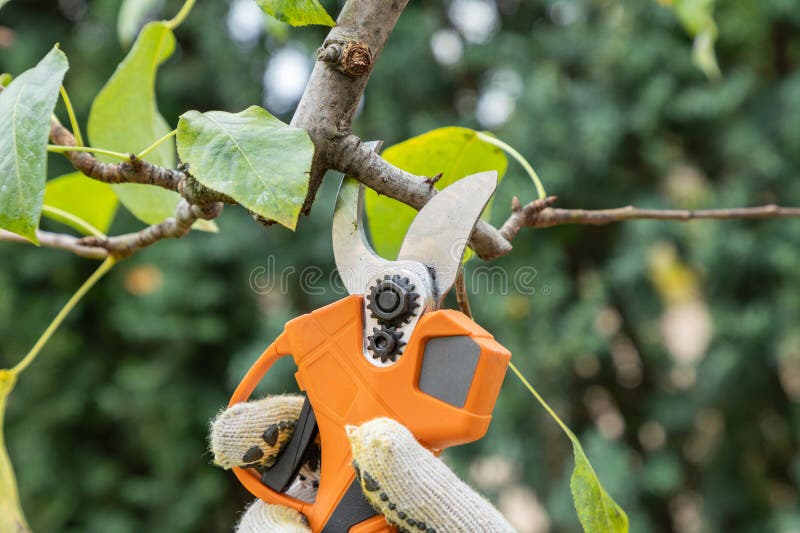 Cutting Branches on Fruit Tree Using Electric Garden Pruning Secateur ...