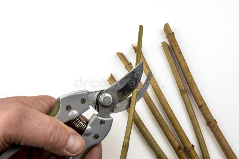 Cutting Branches from Tree with Scissors Stock Photo - Image of remove ...