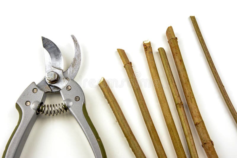 Cutting Branches from Tree with Scissors Stock Photo - Image of ...