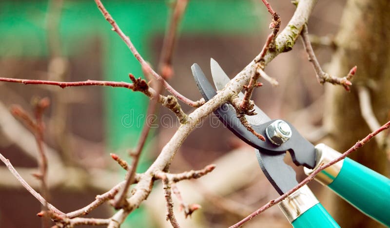 Tree cutting stock image. Image of pruning, gardening - 8471783