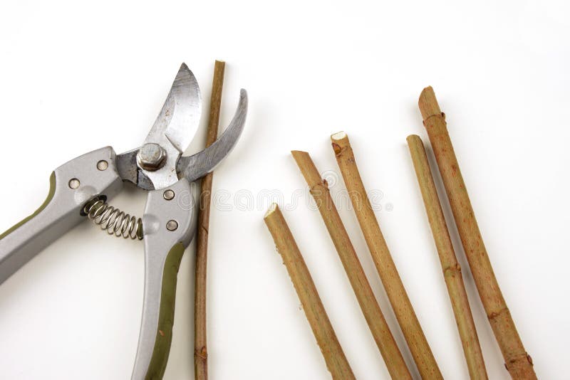 Cutting Branches from Tree with Scissors Stock Photo - Image of hedge ...