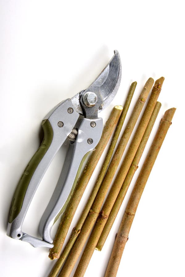 Cutting Branches from Tree with Scissors Stock Photo - Image of pruning ...