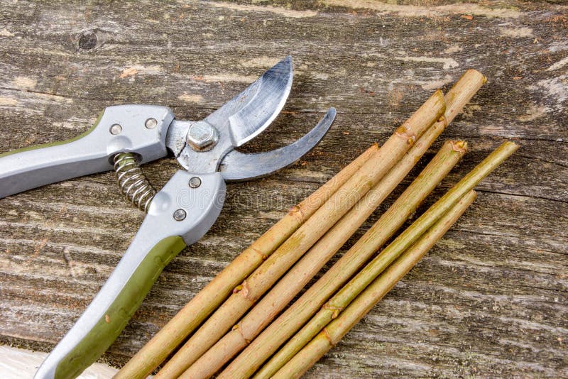 Cutting Branches from Tree with Scissors Stock Photo - Image of ...