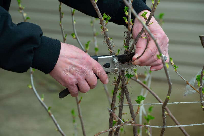 Cutting the Bush with Scissors Trimming Worker Stock Image - Image of ...