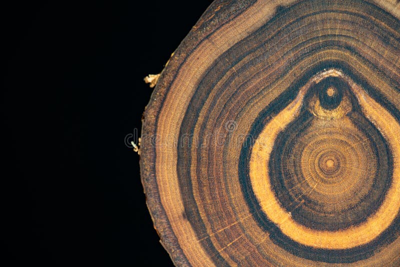 Cutting of Cherry Tree Trunk Stock Photo - Image of texture, wooden ...