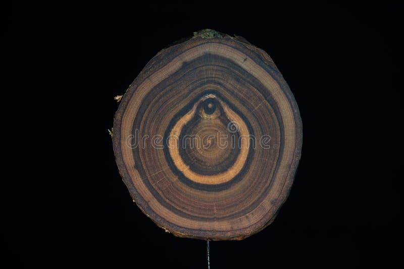 Cutting of Cherry Tree Trunk Stock Image - Image of plant, space: 168626893