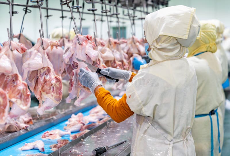 Cutting Chicken Carcass in Factory. Poultry Production in Food Industry ...