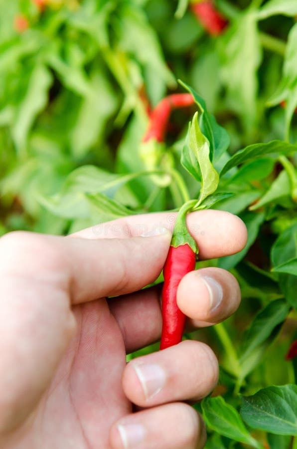 Cutting Chilli Peppers stock image. Image of food, chili - 101693409