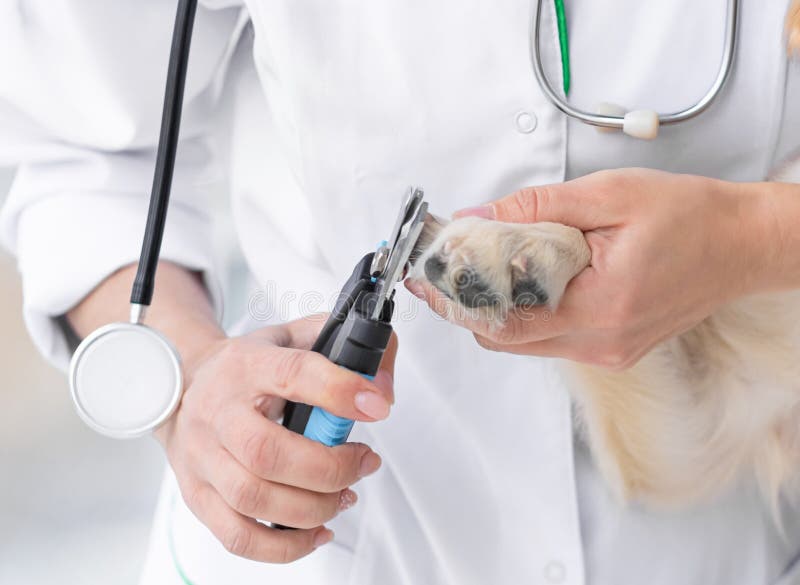 Veterinarian Cutting the Nails of a Greyhound Dog in a Clinic Stock ...