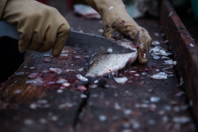 Cutting and Cleaning Fish with a Knife on the Cutting Table Stock Image ...