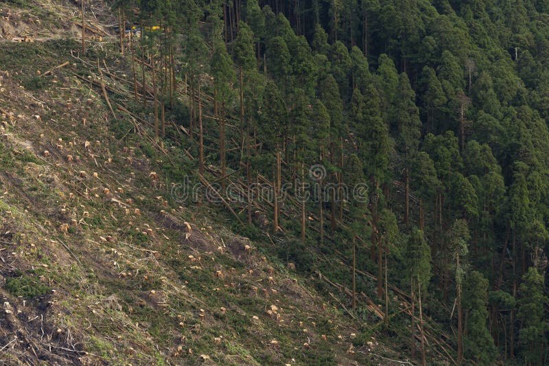 127 Defloration Pages Stock Photos - Free & Royalty-Free Stock Photos ...